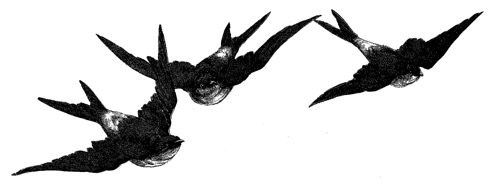 Digital Stamp Design: Antique Illustration Birds Flying Image Transfer ...