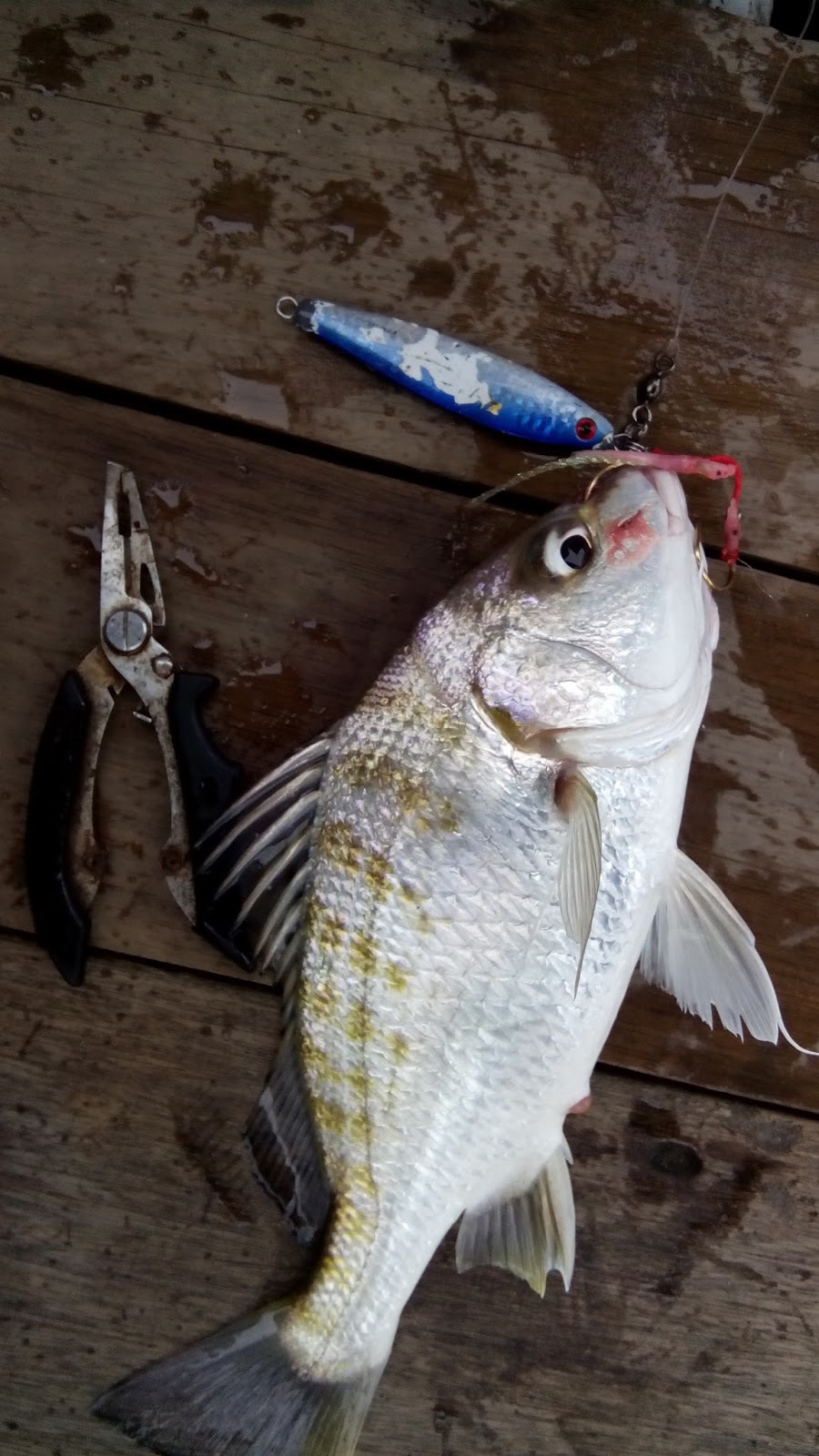 Jom Mancing Bersama Di Port Klang: Senohong Mikro Jig