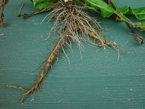 Chapter 7 :Dynamics: CHAPTER 8 SUPPORT AND MOVEMENT