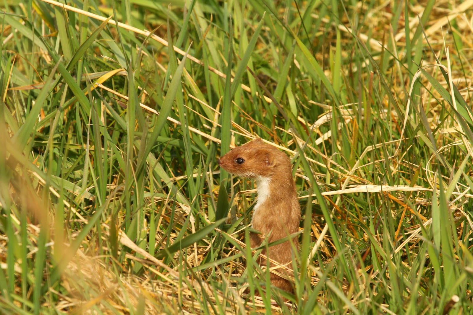Tophill Low Nature Reserve: Weaseling out winter