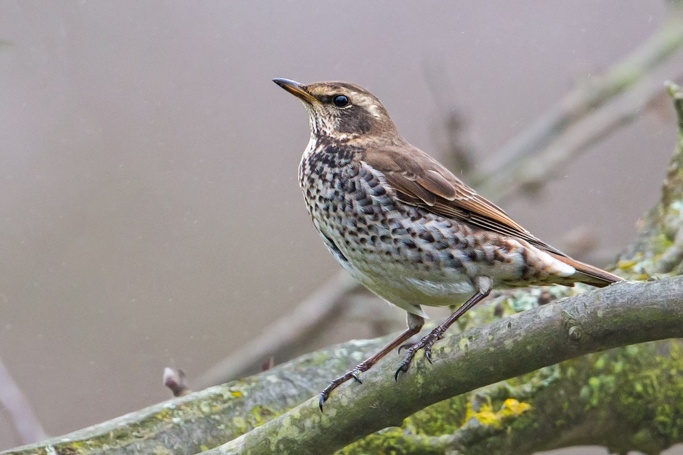 Darley Dale Wildlife: Dusky Thrush - Beeley village day 5