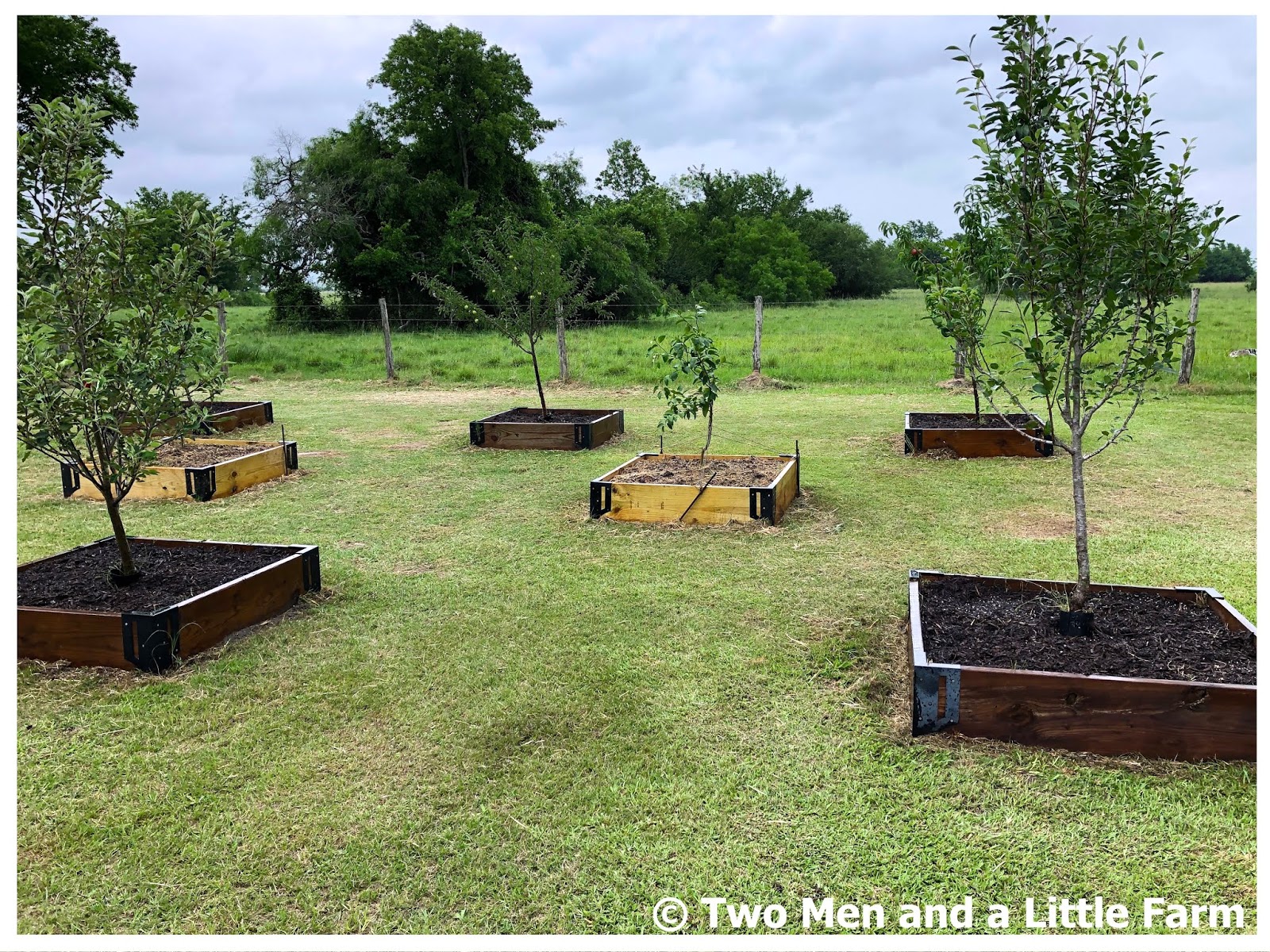 Two Men and a Little Farm: RAISED BED ORCHARD DONE