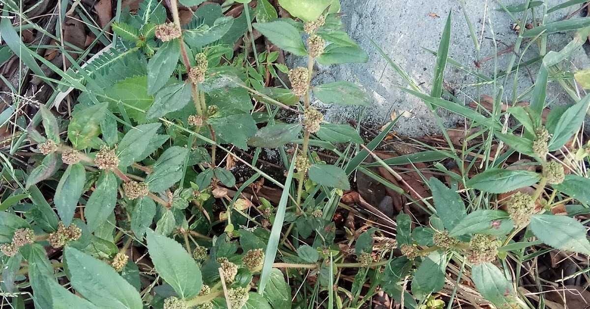 Patikan Kebo (Euphorbia Hirta) Gulma Ajaib Ampuh Untuk Terapi Asma ...