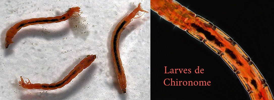 Le blog de la Coudoulière: Ces insectes connus des pêcheurs