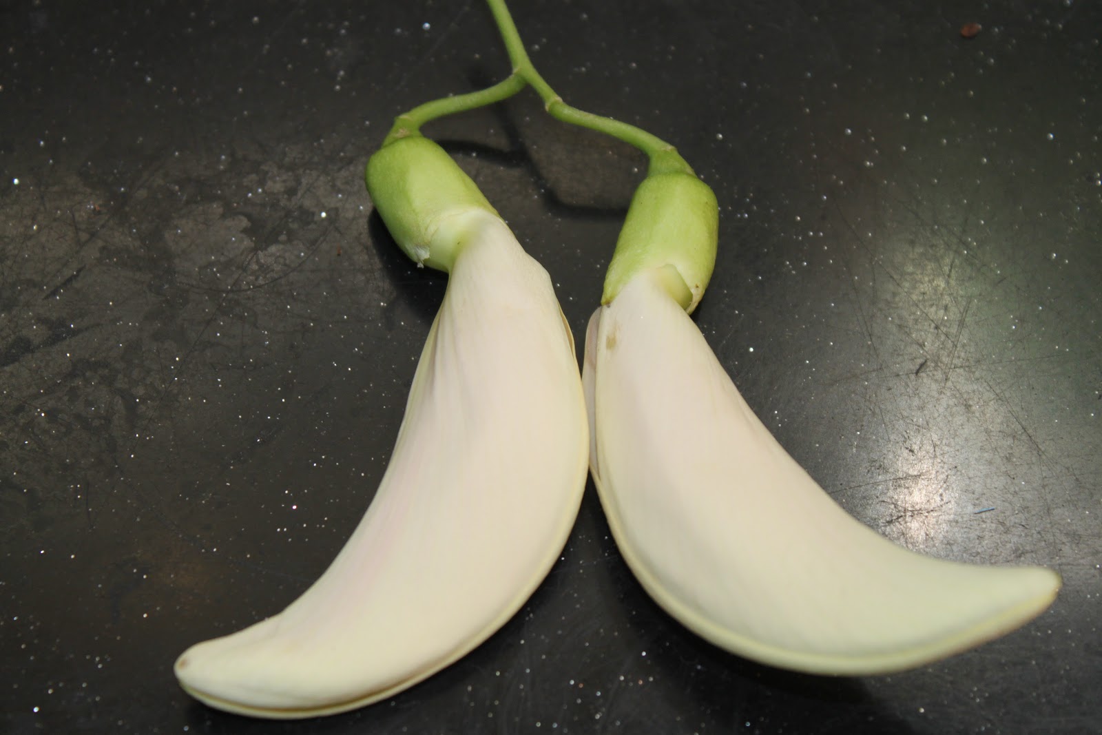 Of Blossoms and Greens: Katuray (Sesbania Grandiflora)