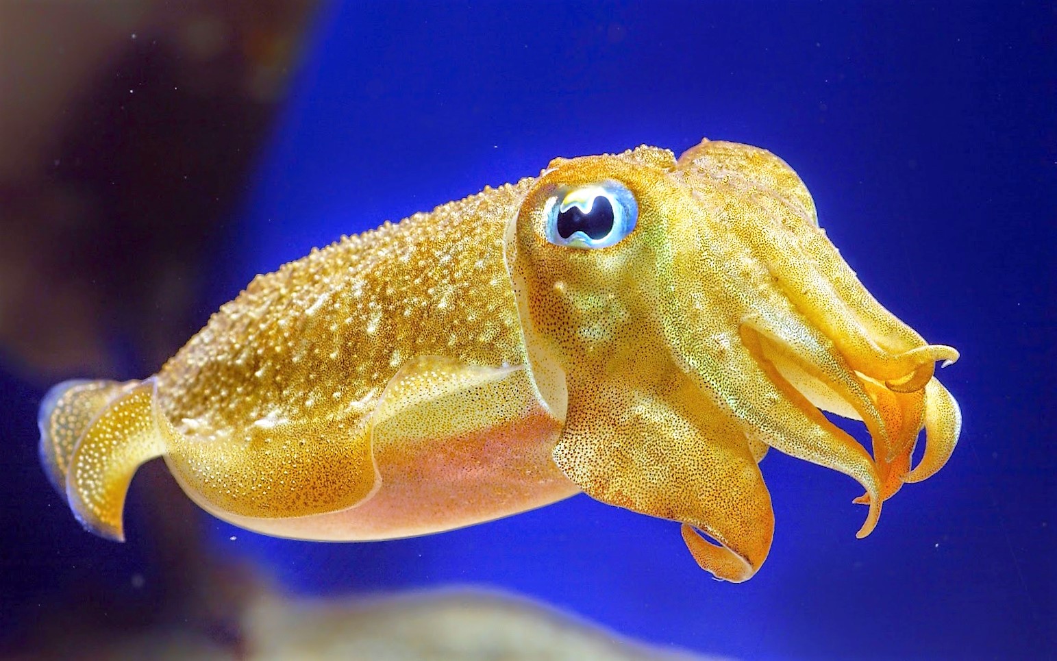 Fieggentrio: Is het mogelijk om met de inkt van een inktvis te schrijven?