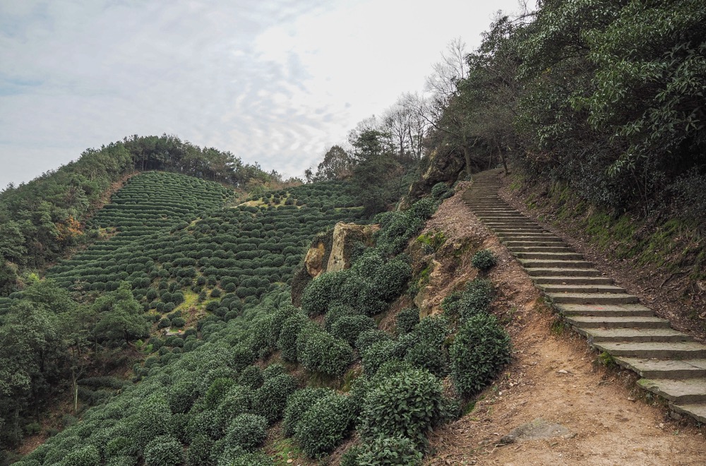 China: the tea fields of Longjing- the source of the best tea in China ...