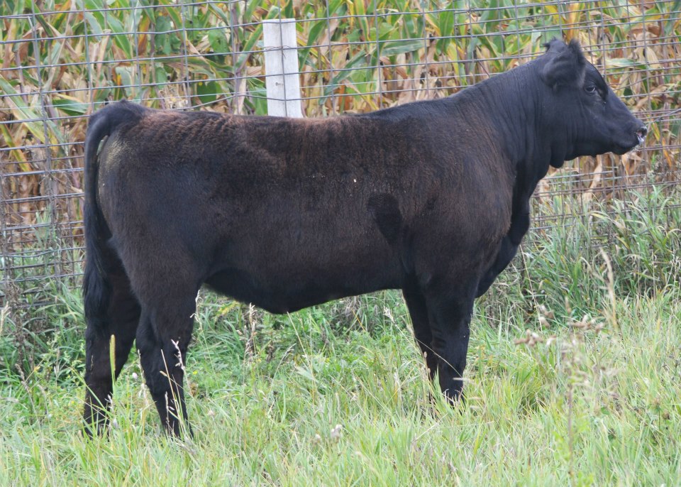 Lautner Farms: McCartan Show Cattle - Usual Suspects Sale - Bodacious ...