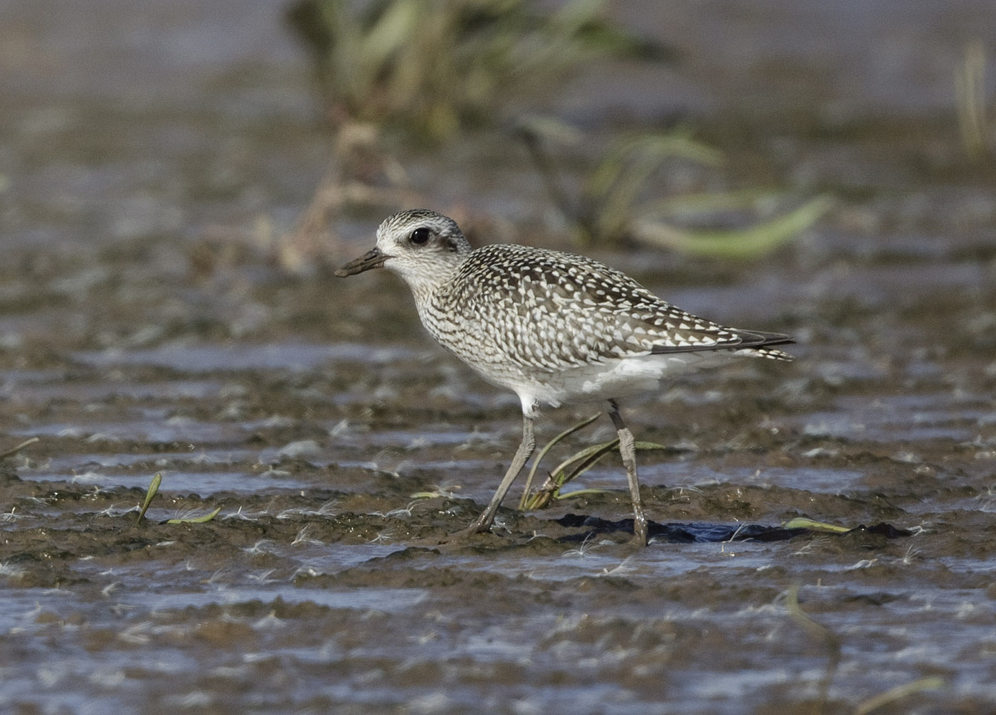 pewit: juvenile Grey Plover