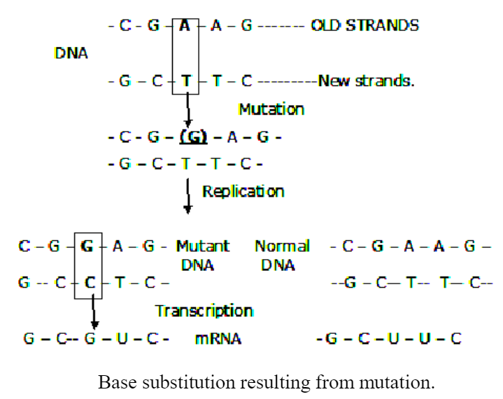 Types of Mutations - Biology Ease