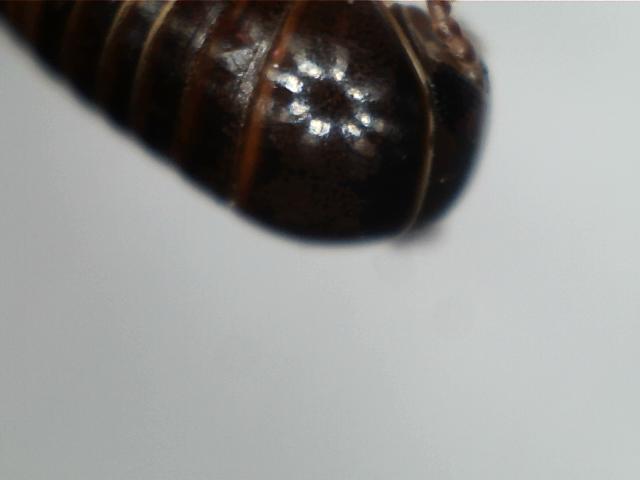 O MUNDO DOS INSETOS: gongolo