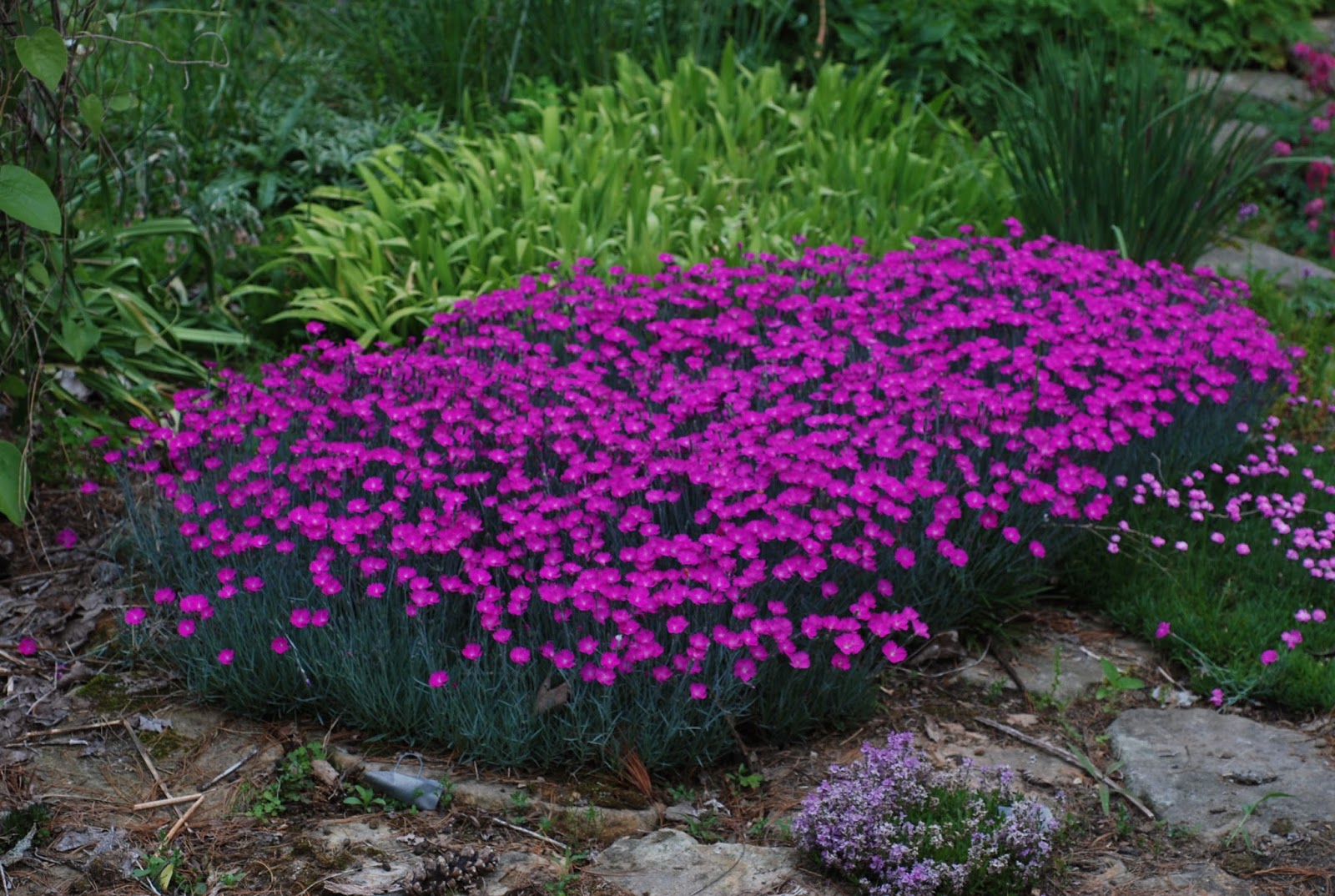 Lifestyle Garden: My Flat, Rock Garden