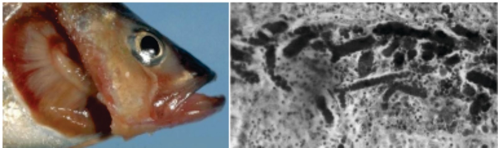 Penyakit Fungal (Jamur) Pada Ikan : Branchiomyces sp - Lalaukan