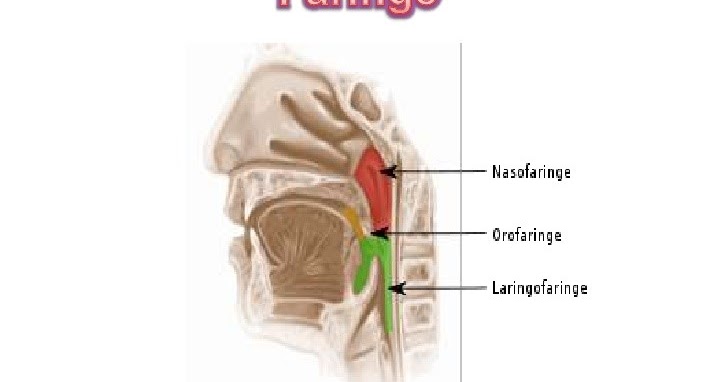EL APARATO DIGESTIVO Y SU FUNCIÓN