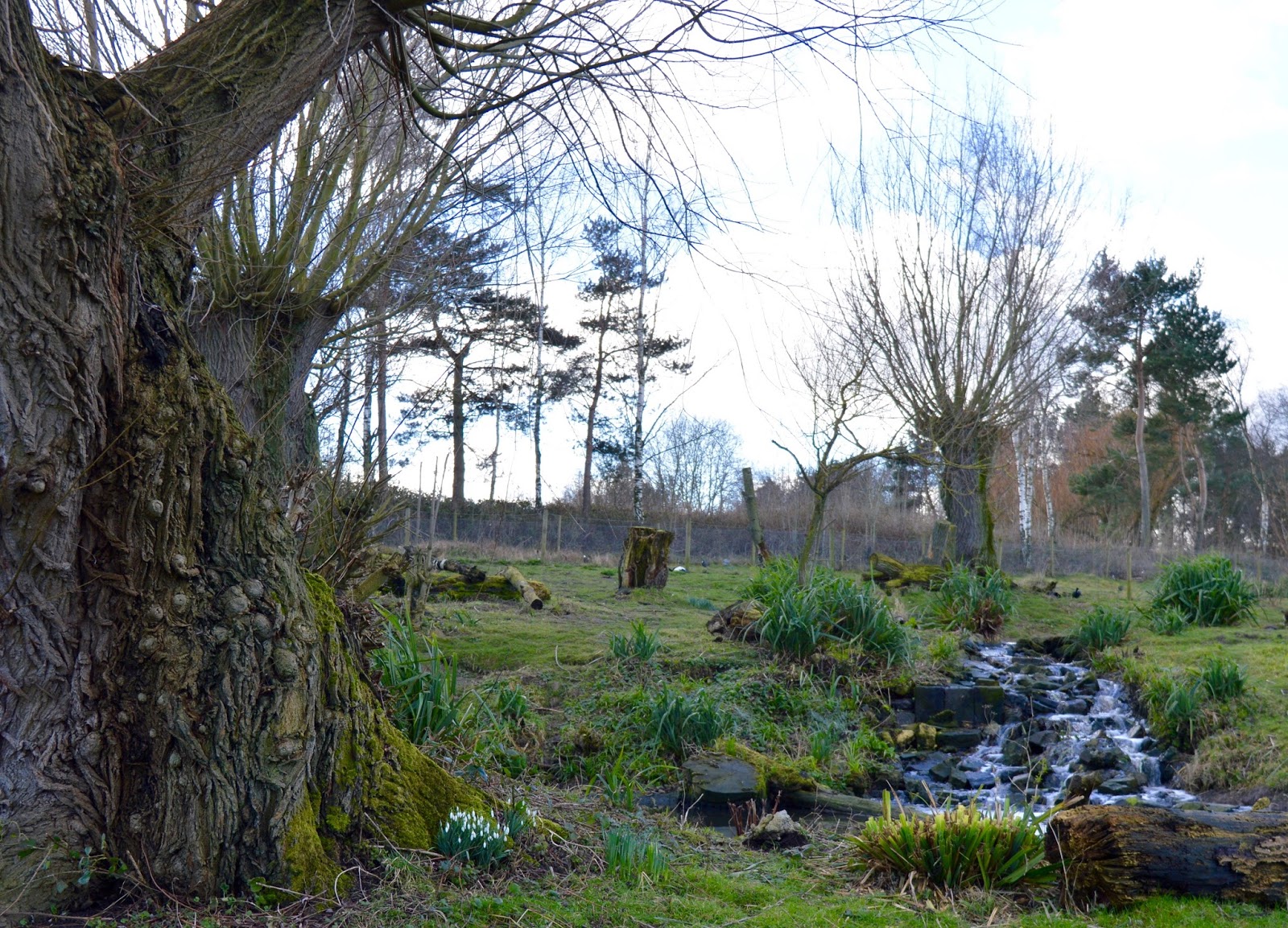 Puddle Jumping at WWT Washington Wetland Centre | A Review | North East ...