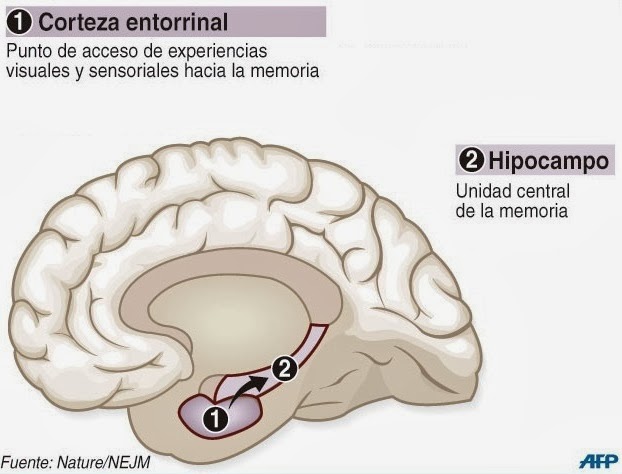 Ciencia Para Picar: Cronometrando el cerebro