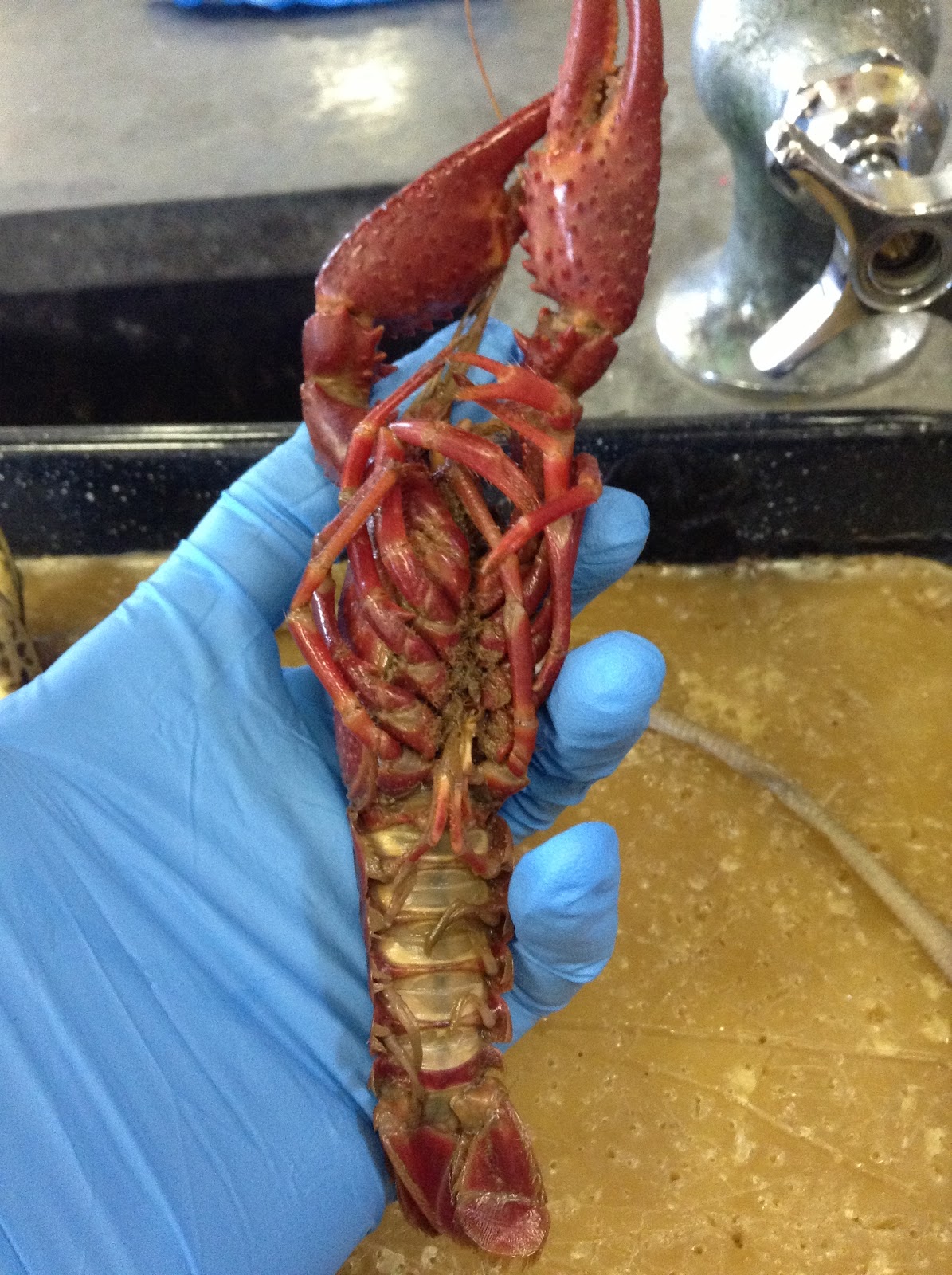 Biochemistry/Diffusion/Osmosis/Body Systems: Crayfish