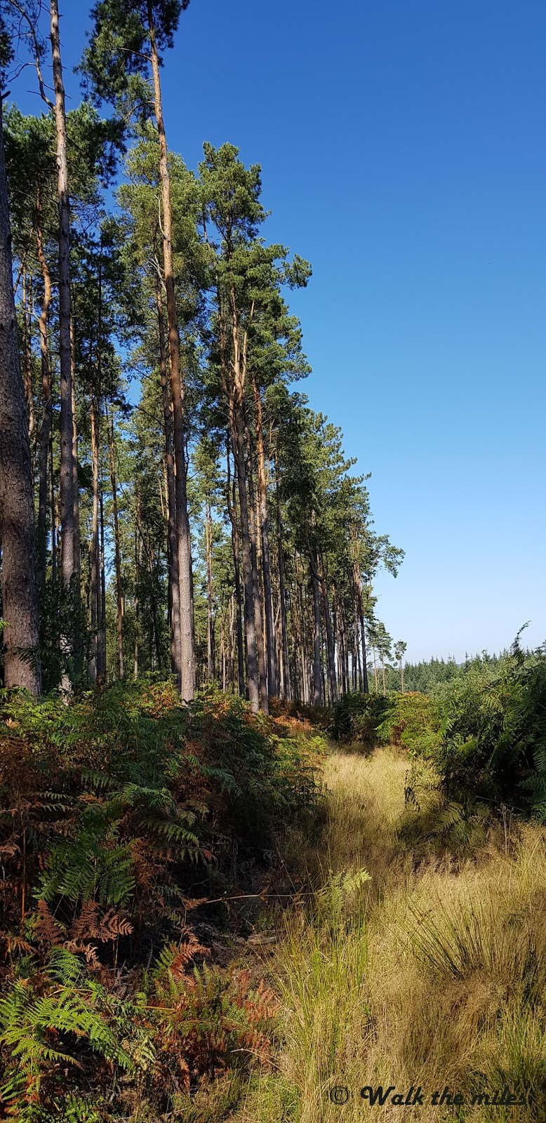 Walk the miles: Winterfold Forest