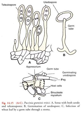 The Life Cycle of Wheat Stem: Life Cycle of Puccinia Graminis