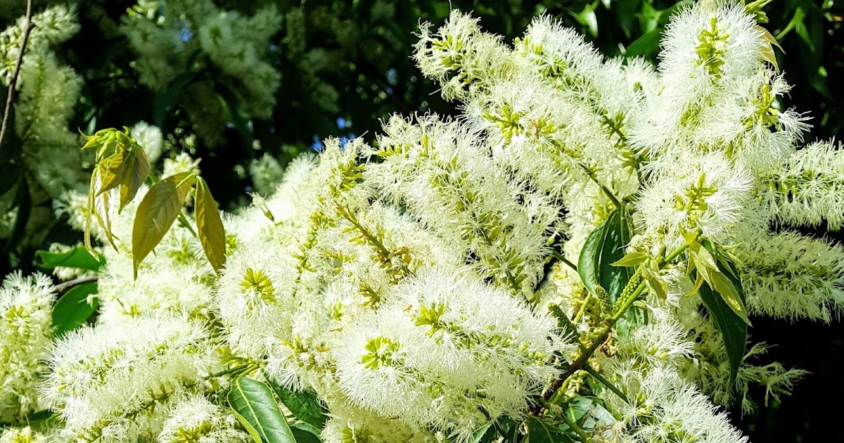 "Verdade//aspas" : 👪 Fabaceae (Inga marginata)