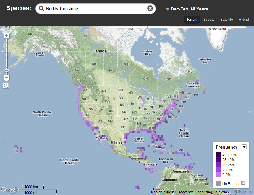 What I learned about Ruddy Turnstone from eBird - Pacific NW Birder