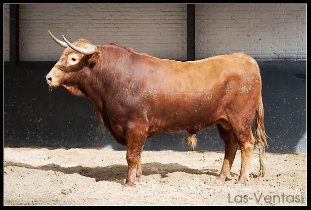 LOS TOROS CON AGUSTÍN HERVÁS.: EL NOVILLO DE MADRID Y EL NOVILLO DE SEVILLA