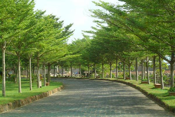 Bucida Molineti - Tukang taman Murah