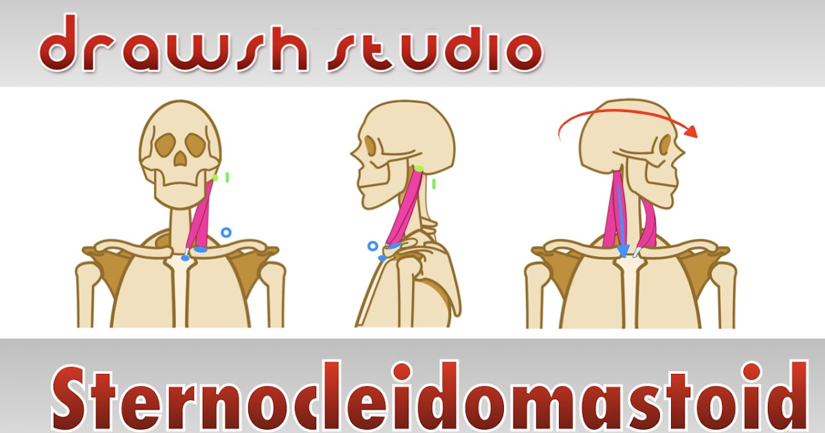 Sternocleidomastoid Origin And Insertion