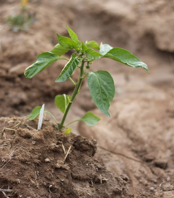 Easy Steps to Plant a Garden