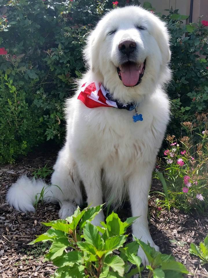 Great Pyrenees Rescue Society News and Events: June Adoptions