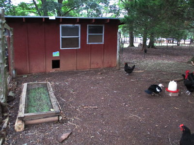 5 Acres & A Dream: August Project: Chicken Yard