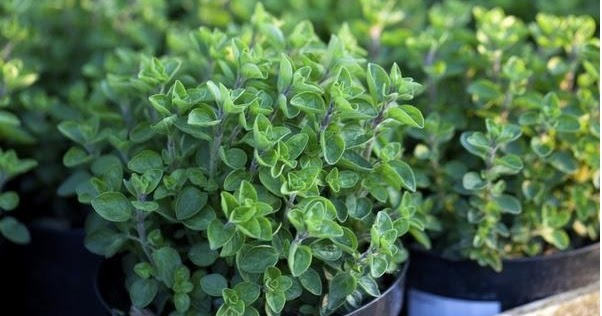 Terra_Viva: Orégano uma erva perene e aromática!