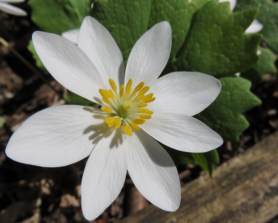 Stories from the Wigwam: Medicinal Monday - Astounding Bloodroot!