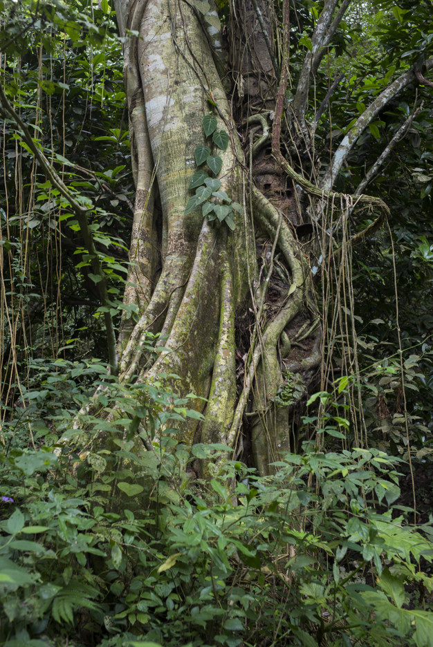 selva tropical: adaptacion vegetales