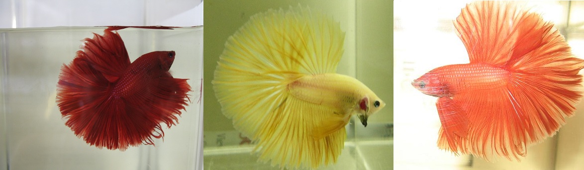 YourBettas: Betta Terminology