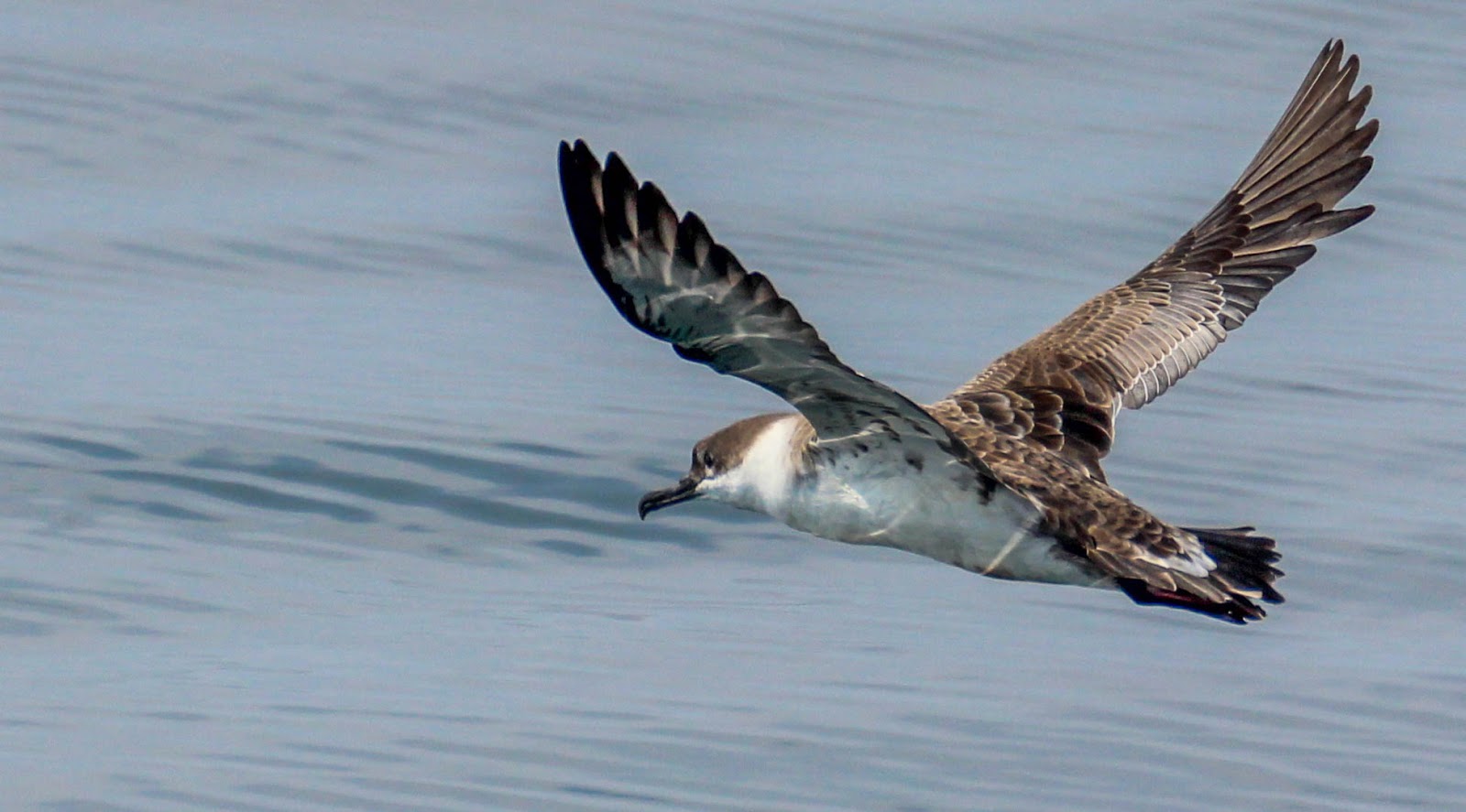 Cannundrums: Great Shearwater