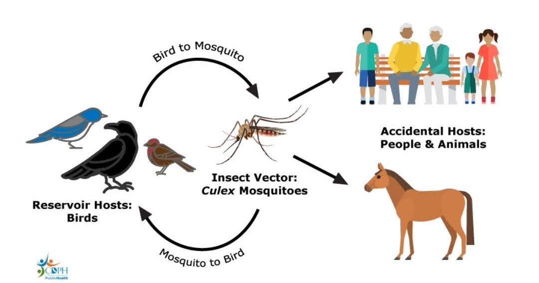 Host and its Types in Parasitology