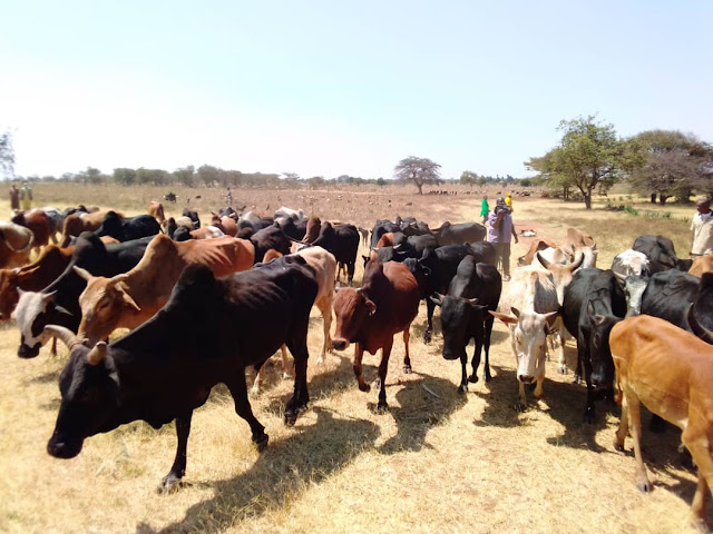 MAANDALIZI IBADA YA CHINJA YAMEKAMILIKA KIJIJI CHA MSIU MKALAMA SINGIDA ...