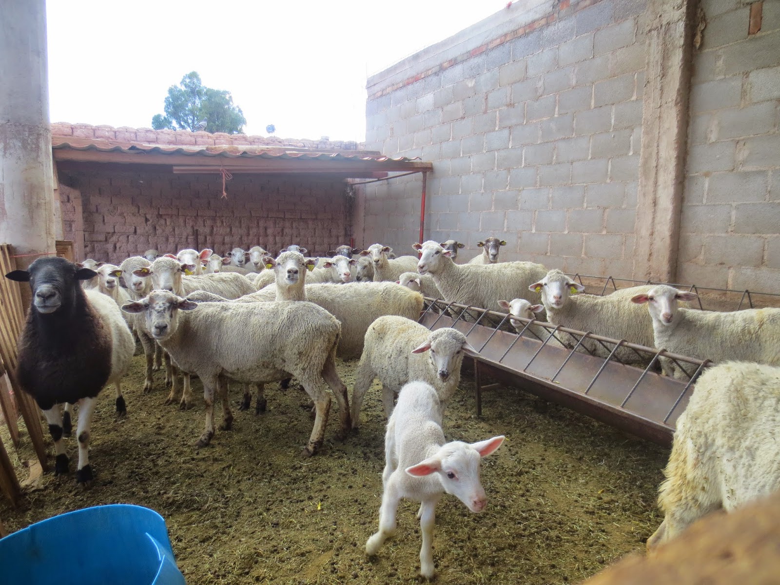 GESTACION EN BORREGAS: marzo 2014