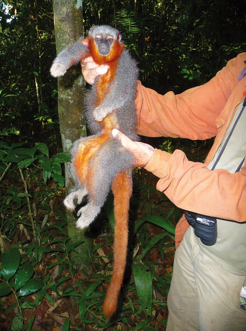 Sciency Thoughts: A new species of Titi Monkey from the Amazon ...
