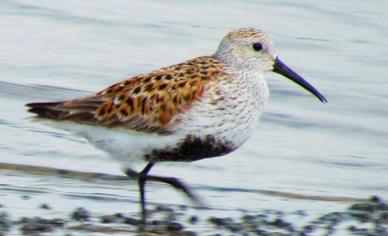 Birding Bros. Blog: BIRDS: Non-Passerines