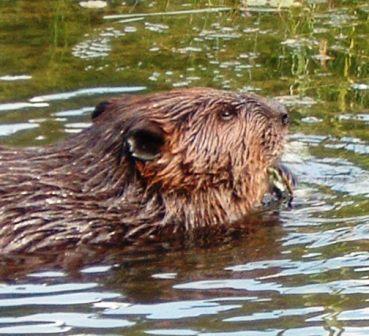Animal Misbehavior: Beaver Attacks Otter!