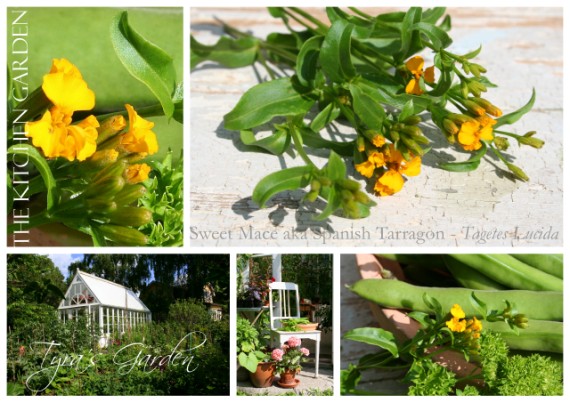 Tyras Trädgård / Tyras Garden: Sweet Mace - Tagetes Lucida