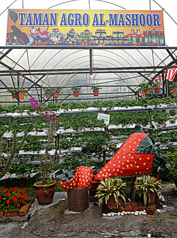 mrkumai.blogspot.com: Tips Melawat Cameron Highlands: Taman Agro Al-Mashoor