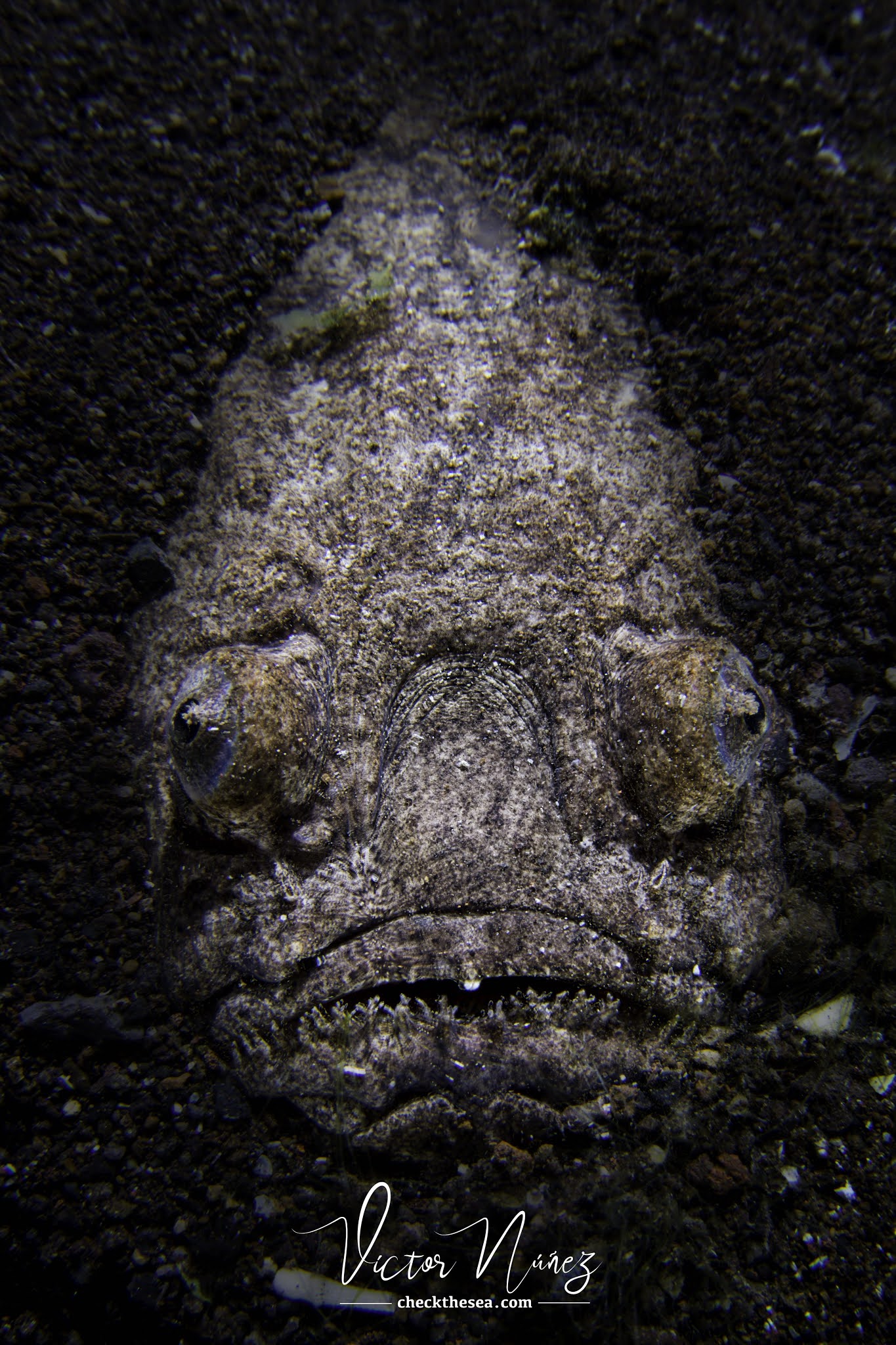Check the Sea. Web de buceo y fotografía submarina de las Islas ...