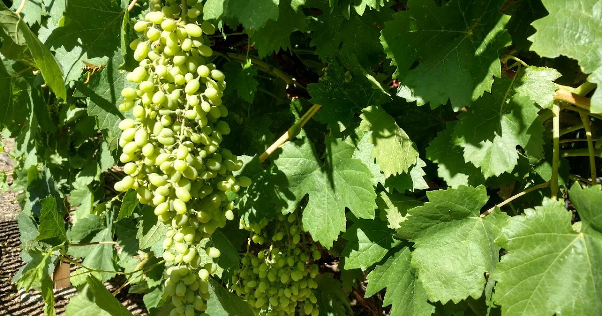 Key to grape success? Deep irrigation