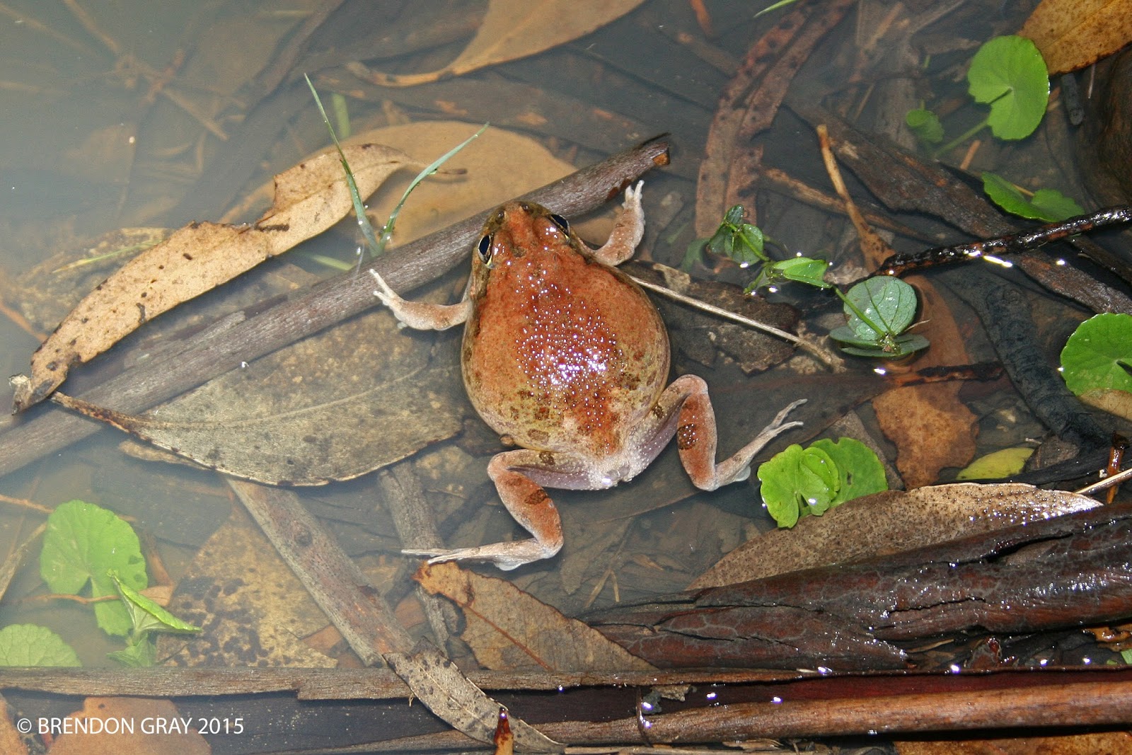 Native Frogs are loving the November Rain