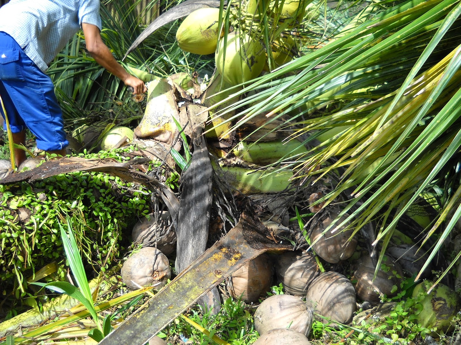 Kamek Sayang Samarahan: Umbut Kelapa
