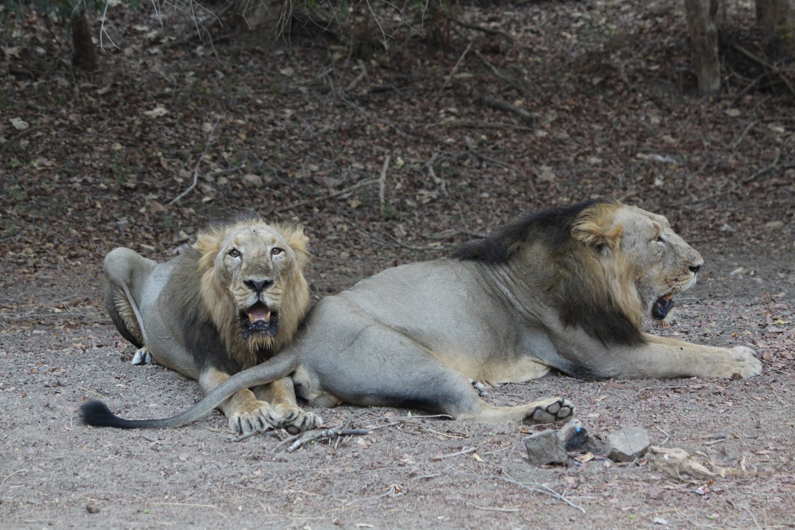 Trip to Gir National Park, Gujarat : Majestic Asiatic Lions - Enigmatic ...