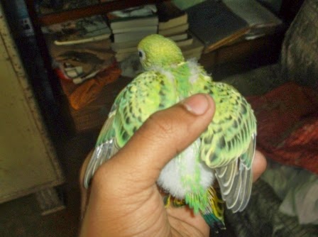Budgies,Budgerigar,Badrika Pet Bird in Kolkata